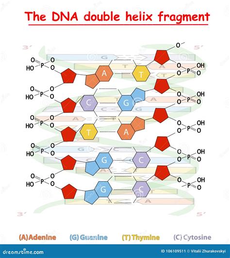 脱氧核糖核酸双重螺旋片段结构：核苷酸、磷酸盐、糖和基地 脱氧核糖核酸教育信息图表 向量例证 插画 包括有 信息 染色体 106109511