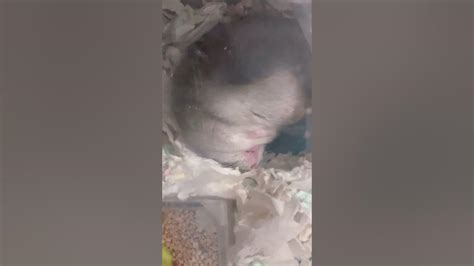 햄스터 입벌리고 자는 모습 박제 Youtube