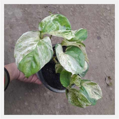 Manjula Pothos