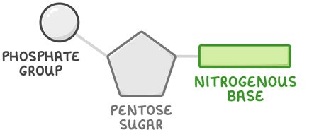 Nucleic Acids Revision Notes A Level Biology Ocr Cognito