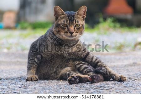 Cat Having Sex Cat Make Love Stock Photo Shutterstock