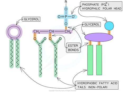 AQA A Level Biology复习笔记1 2 3 Phospholipids 翰林国际教育
