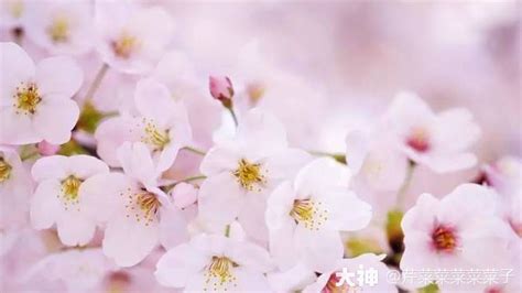 春日，樱花还有你 钢琴独奏 乐谱分享 天谕手游 大神