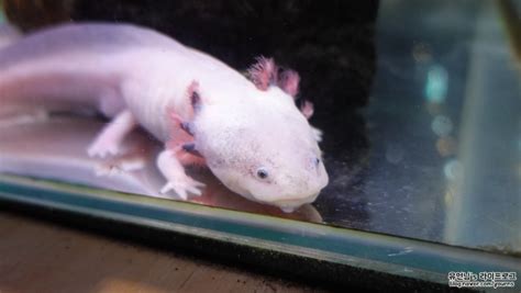 아홀로틀 도룡용 우파루파 키우기 방법 도롱뇽 먹이 수명 특징 네이버 블로그