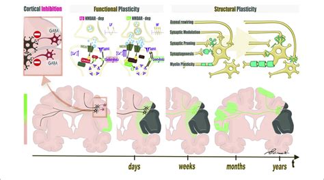 Structural And Functional Plasticity Of Language Triggered By A Focal Download Scientific