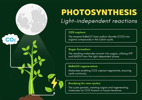 Dark Reactions Of Photosynthesis Steps