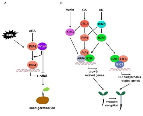 Pif4 Interacting Hormone Signaling Components A Pifs Specifically Download Scientific Diagram