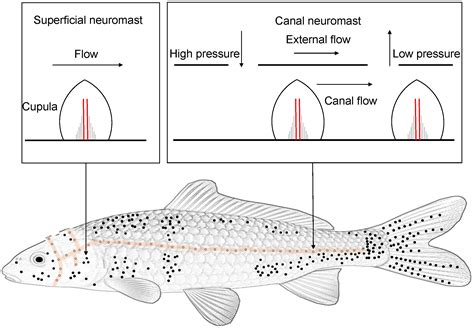 Bionic Artificial Lateral Line Underwater Localization Based On The