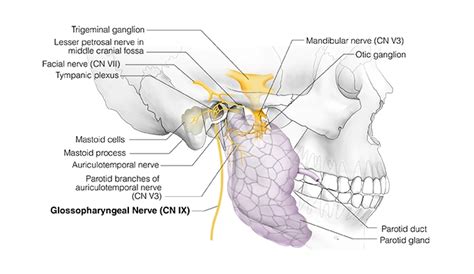 Cranial Nerve Ix Glossopharyngeal Nerve Head And Neck Anatomy Part