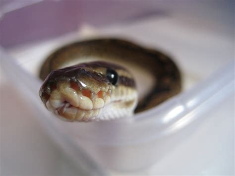Daww Show Me Your Cutest Ball Python Pics