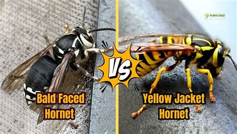 Bald Faced Hornet Vs Yellow Jacket 5 Differences To Tell