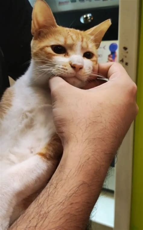 Found This Cutie Habang Nag Lalakad Sa Bgc Kagabi R Catsofrph