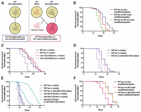 Role Of Diffusible Substances Secreted By Males In Shortening The Life