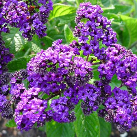 20 Stunning Purple Hanging Flowers To Brighten Up Your Garden Plus