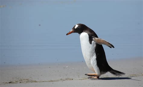 Warming Up To The Neighborhood A Gentoo Penguins New Digs Oceanbites
