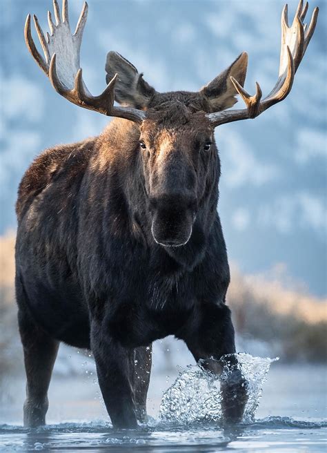 Elk Wallpapers 16 Images Wallpapercat