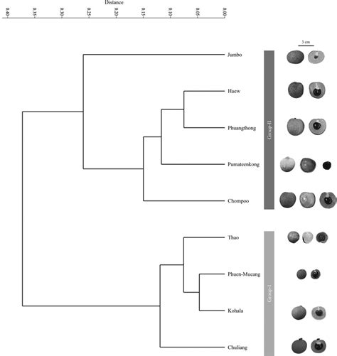 Upgma Dendrogram Analysis By Four Karyological Parameters Based On