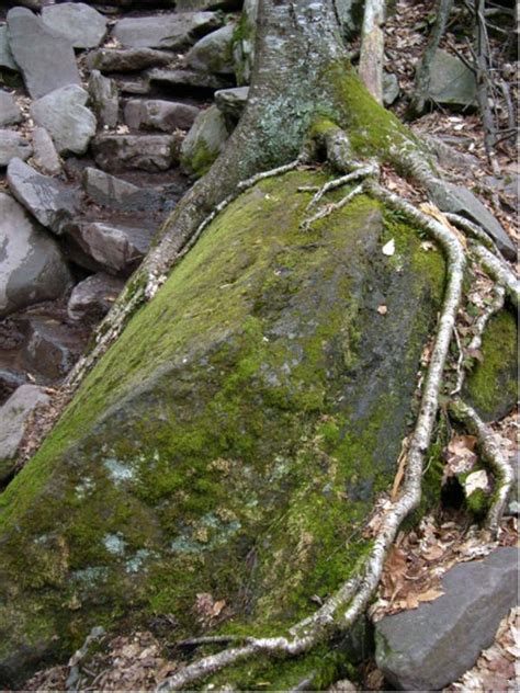 Biological Weathering Pictures