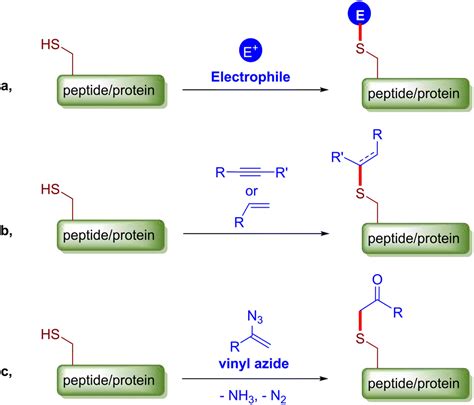 α Vinyl Azidecysteine Click Coupling Reaction Enabled Bioorthogonal Peptideprotein