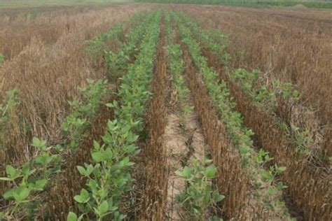 Illinois Projected Wheat Double Crop Soybean Profitability In 2023 Rcollapsidax