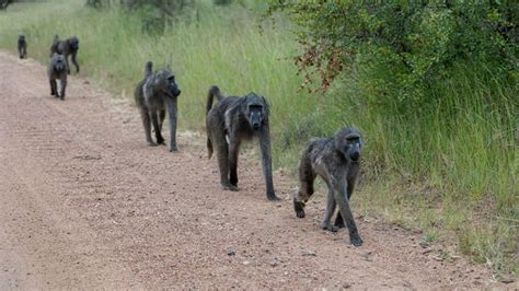 How Do Snails Have Sex Iflscience