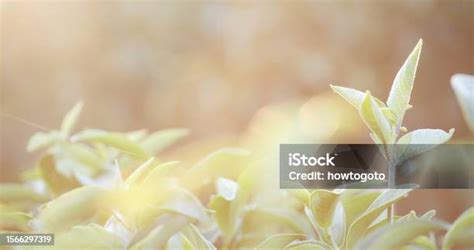 녹차 나무 잎 들판 여름 아침에 농장에서 신선한 젊은 부드러운 새싹 허브 햇빛 녹차 나무 식물 동백 나무 유기 농장에서 아침에 나무 차 식물 녹색 자연을 닫습니다 지속