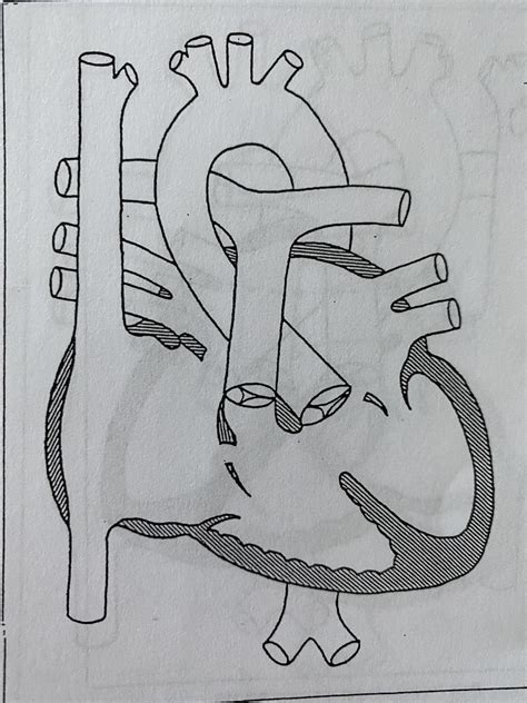Echo Ii Test 3 Diagram 1 Diagram Quizlet