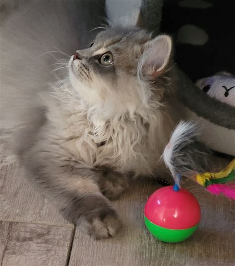 미스터 캣 Nine Lives Dvdprime