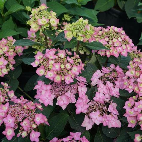 Lets Dance Hydrangeas — Sunnyside Nursery