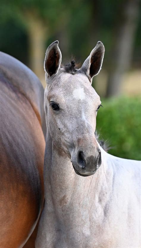 Emmely Z Sister To 1m60 Jumping Berlino Z Out Of A Sister To Pieter