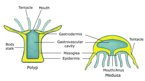 Cnidaria Polyp And Medusa