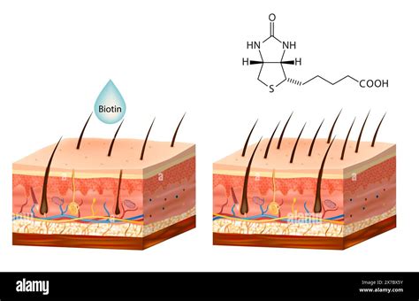 Biotin Vitamin B7 Or Vitamin H Biotin For Hair Growth Molecule