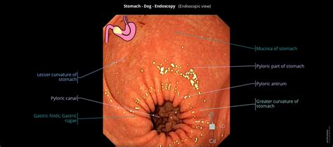 Dog Endoscopic Anatomy Gastrointestinal Endoscopy Vet Anatomy