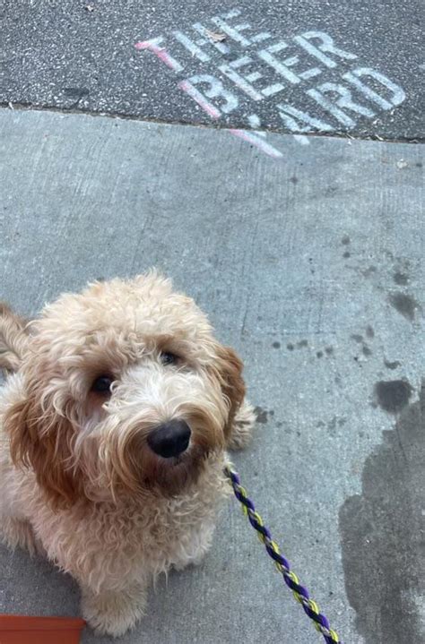 Do You Bring Your Cavapoo To Breweries We Do Rcavapoo