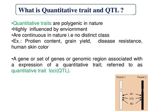 Qtl Analysis And Its Mapping