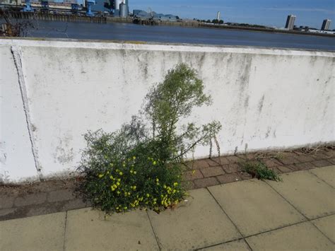 Wednesday Weed Canadian Fleabane Revisited Bug Woman Adventures