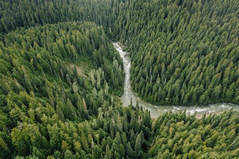 B C S Old Growth Forest Nearly Eliminated Mapping Reveals The Narwhal