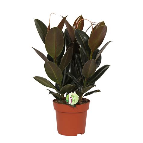 Buy House Plants Now Rubber Plant Ficus Elastica Melanie