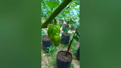 Nai Miris Farming නයි මිරිස් වගාව How To Grow Nai Miris නයි මිරිස් වගා කරන ආකාරය Nai Miris Youtube