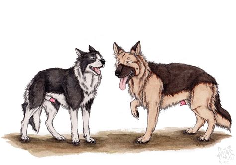 Rule 34 2021 Artist Logo Black Body Black Fur Blue Eyes Border Collie Brown Body Brown Fur