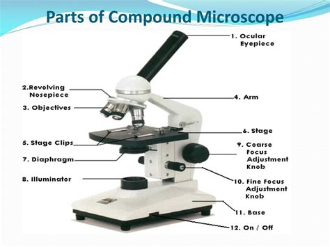 Compound Microscope Diagram Parts And Functions Light Micros