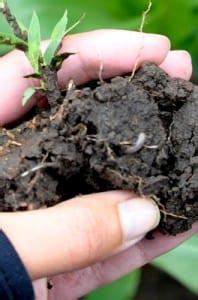 Aggregates Are A Part Of Soil Structure And Function NDSU Agriculture