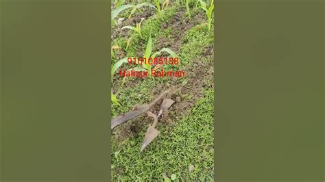 ভুট্টা গাছের গোড়ায় মাটি দেওয়া আর জঙ্গল ছাপা করা একমাত্র নাঙ্গল India Youtube