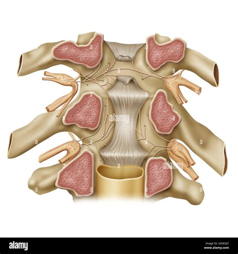 Spinal Nerve Root Anatomy Illustration This Cutaway View Of Part Of The Backbone Shows The