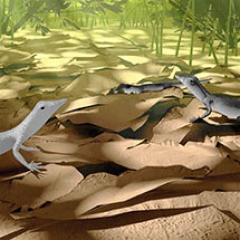 Lizard Evolution Virtual Lab