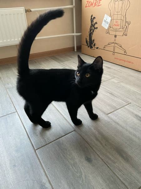 В добрые руки Добрая и ласковая девочка Лиля 3 4 месяца Кушает все к лотку приучена на