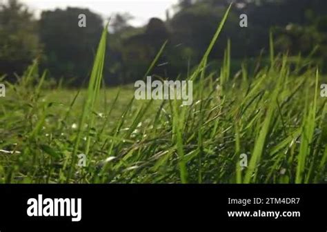 Thick Growth Of Grass Stock Videos And Footage Hd And 4k Video Clips