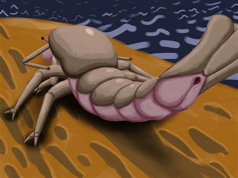 Rule 34 43 Animal Genitalia Antennae Anatomy Arthropod Ass Beach