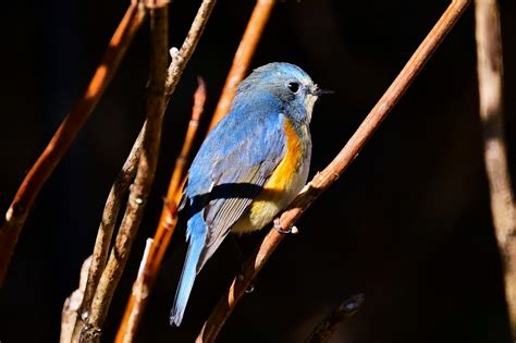 幸福の青い鳥瑠璃鶲 浜ちゃんの悠々自適
