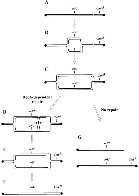 A Role For Reca In The Repair Of The Chromosomal Lesions Leading To